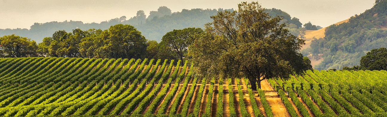 Flights to Santa Rosa – Find Your Route